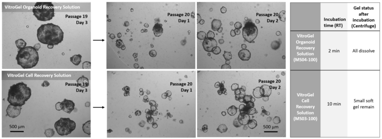 VitroGel® Organoid Recovery Solution | Cell Harvesting