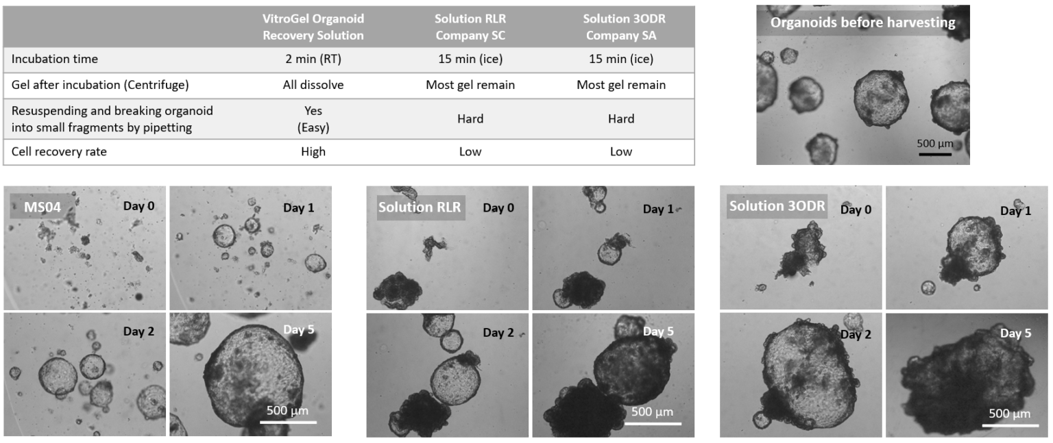VitroGel® Organoid Recovery Solution | Cell Harvesting