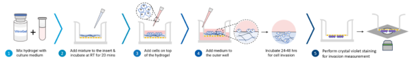 VitroGel Cell Invasion Assay Protocol Workflow v2 | TheWell Bioscience