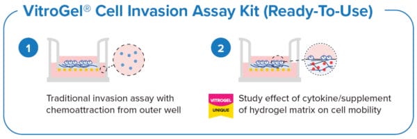 VitroGel® Cell Invasion Assay Kits | Cell Migration Xeno-Free