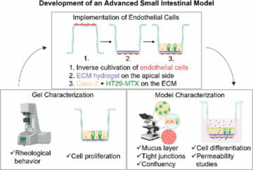 Webinar In Vitro Intestinal Model Overview | TheWell Bioscience