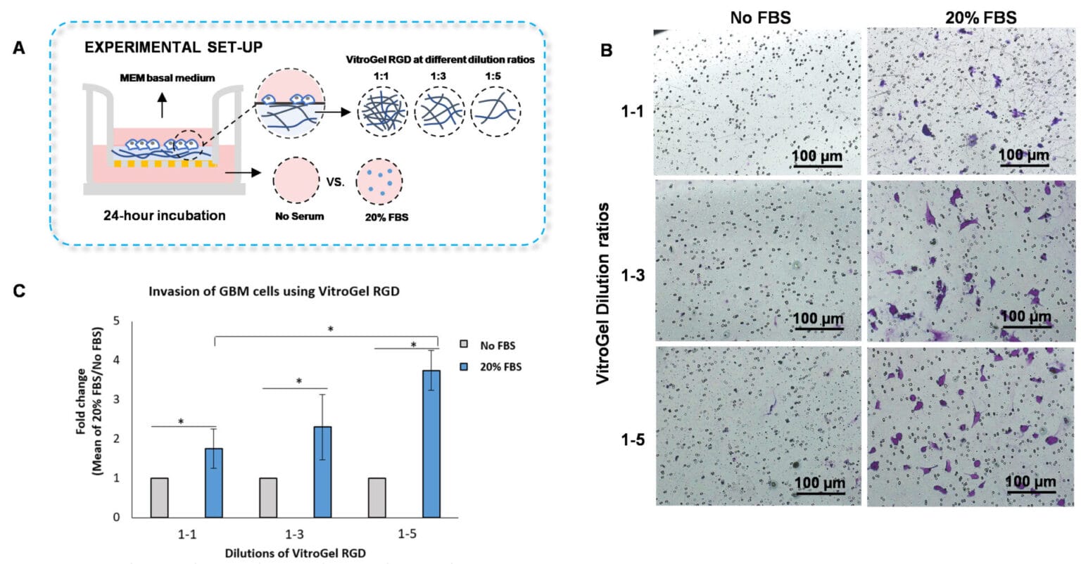 Using the Xeno-free VitroGel® Cell Invasion Assay Kits to Perform both ...