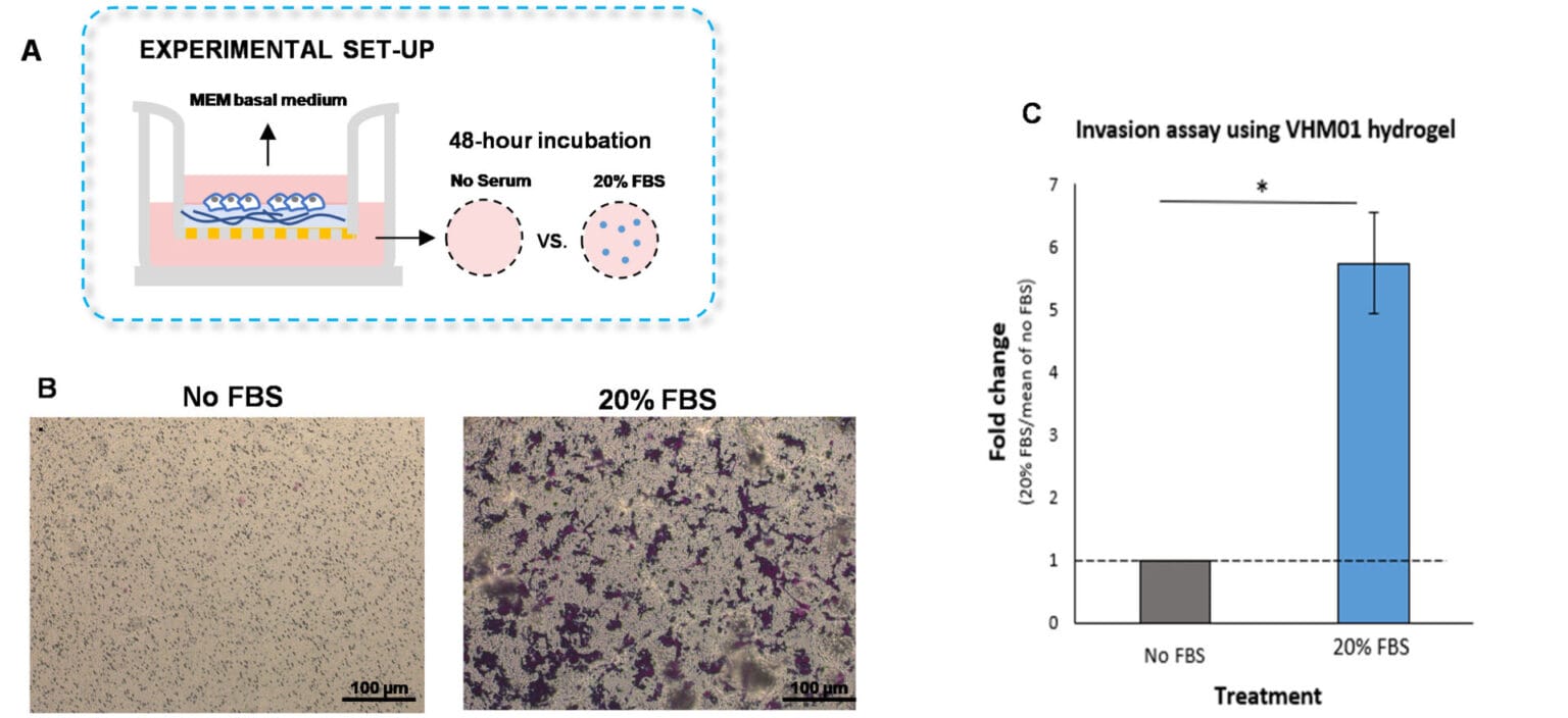 Using the Xeno-free VitroGel® Cell Invasion Assay Kits to Perform both ...