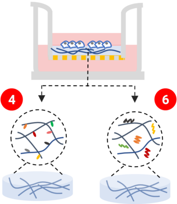 VitroGel® Cell Invasion Assay Kits | Cell Migration Xeno-Free