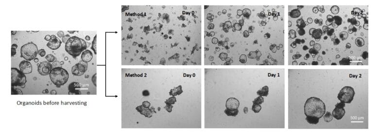 Quick and Efficient Organoid/Cell Recovery from Animal-Based ... Quick and Efficient Organoid/Cell Recovery from Animal-Based ...