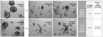 Quick and Efficient Organoid/Cell Recovery from Animal-Based ...