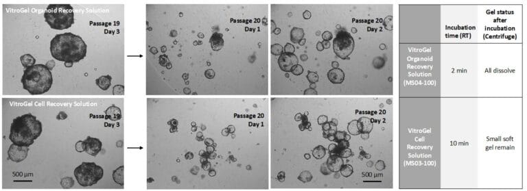 Quick and Efficient Organoid/Cell Recovery from Animal-Based ... Quick and Efficient Organoid/Cell Recovery from Animal-Based ...