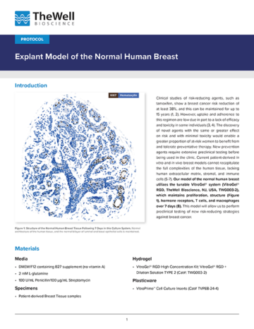 Explant Model of the Normal Human Breast | TheWell Bioscience
