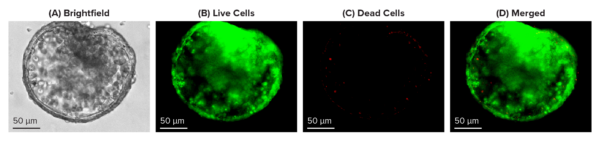 A Quick Organoid Viability Using Cyto3D® Live-Dead Assay Kit