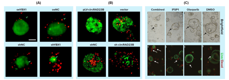 A Quick Organoid Viability Using Cyto3D® Live-Dead Assay Kit