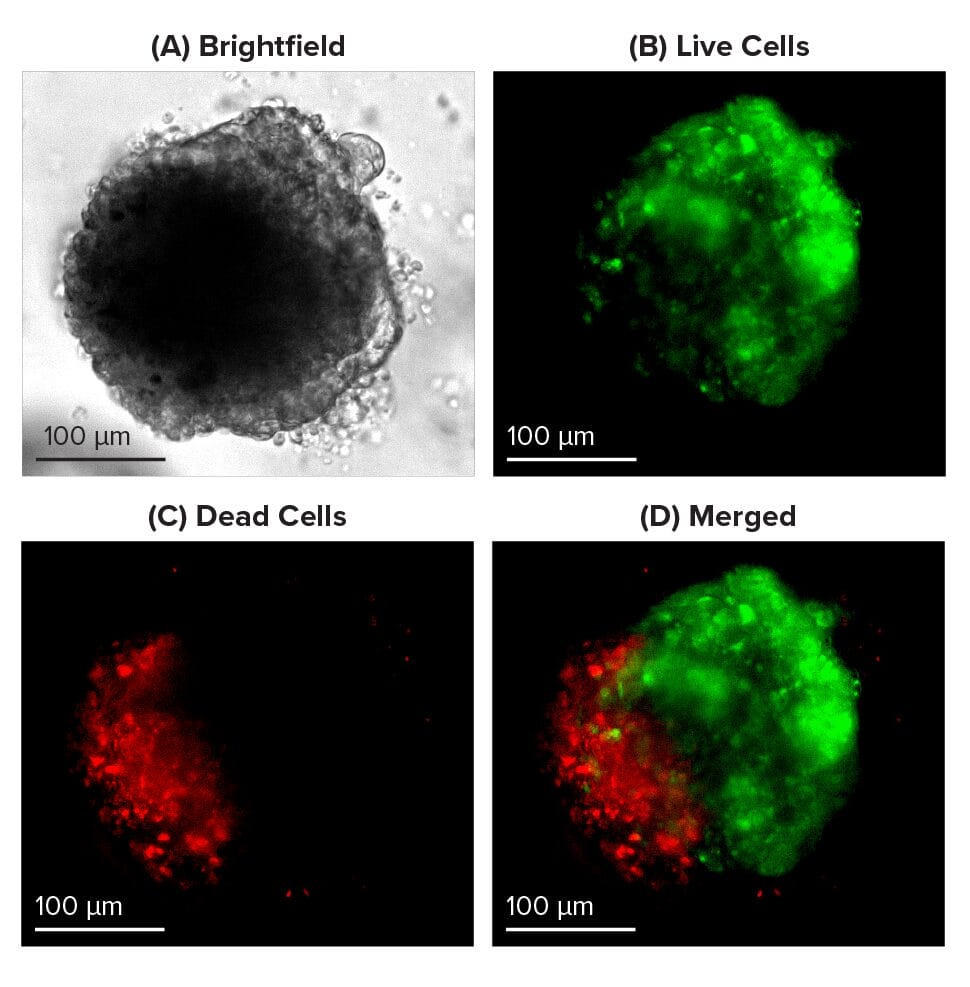 Cyto3D® Live-Dead Assay Kit for 3D / 2D Cell Culture