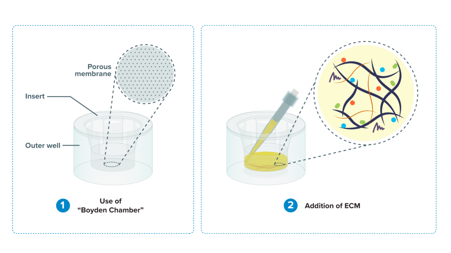 Consistent Cell Invasion and Migration with VitroGel®
