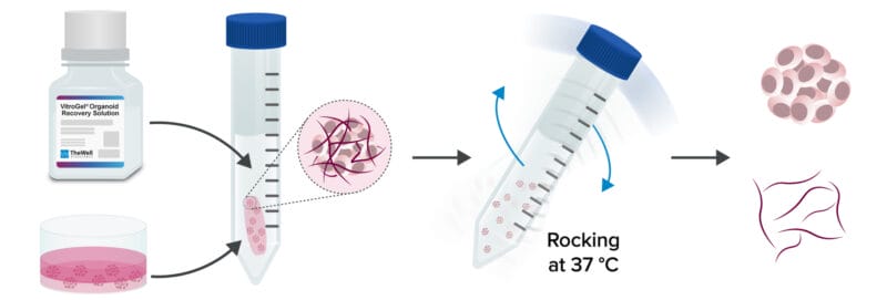 TWB_Infograph-VitroGel-Organoid-Recovery-Solution-Cell-Harvesting-650px ... TWB_Infograph-VitroGel-Organoid-Recovery-Solution-Cell-Harvesting-650px ...