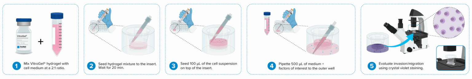 VitroGel® Cell Invasion Assay Kit | TheWell Bioscience