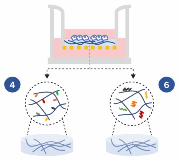 VitroGel® Cell Invasion Assay Kits | Cell Migration Xeno-Free