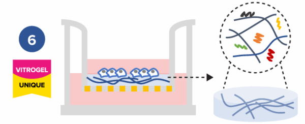 VitroGel® Cell Invasion Assay Kits | Cell Migration Xeno-Free