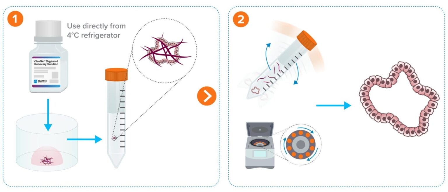 VitroGel® Organoid Recovery Solution | Cell Harvesting