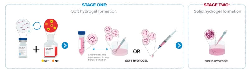 How gelation works in VitroGel® | TheWell Bioscience