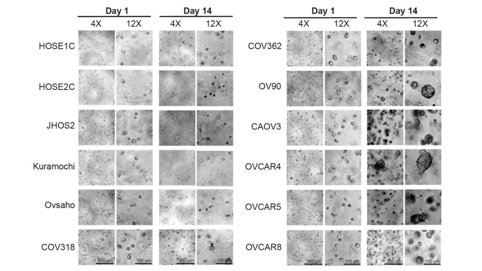 VitroGel® ORGANOID Reveals Unique Pathway Shifts in HOSE Cells Exposed ...