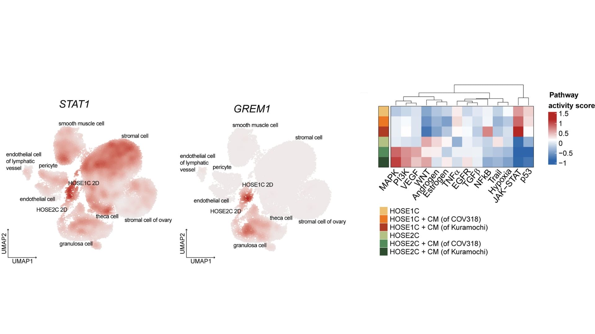 VitroGel® ORGANOID Reveals Unique Pathway Shifts in HOSE Cells Exposed to Tumor Microenvironment