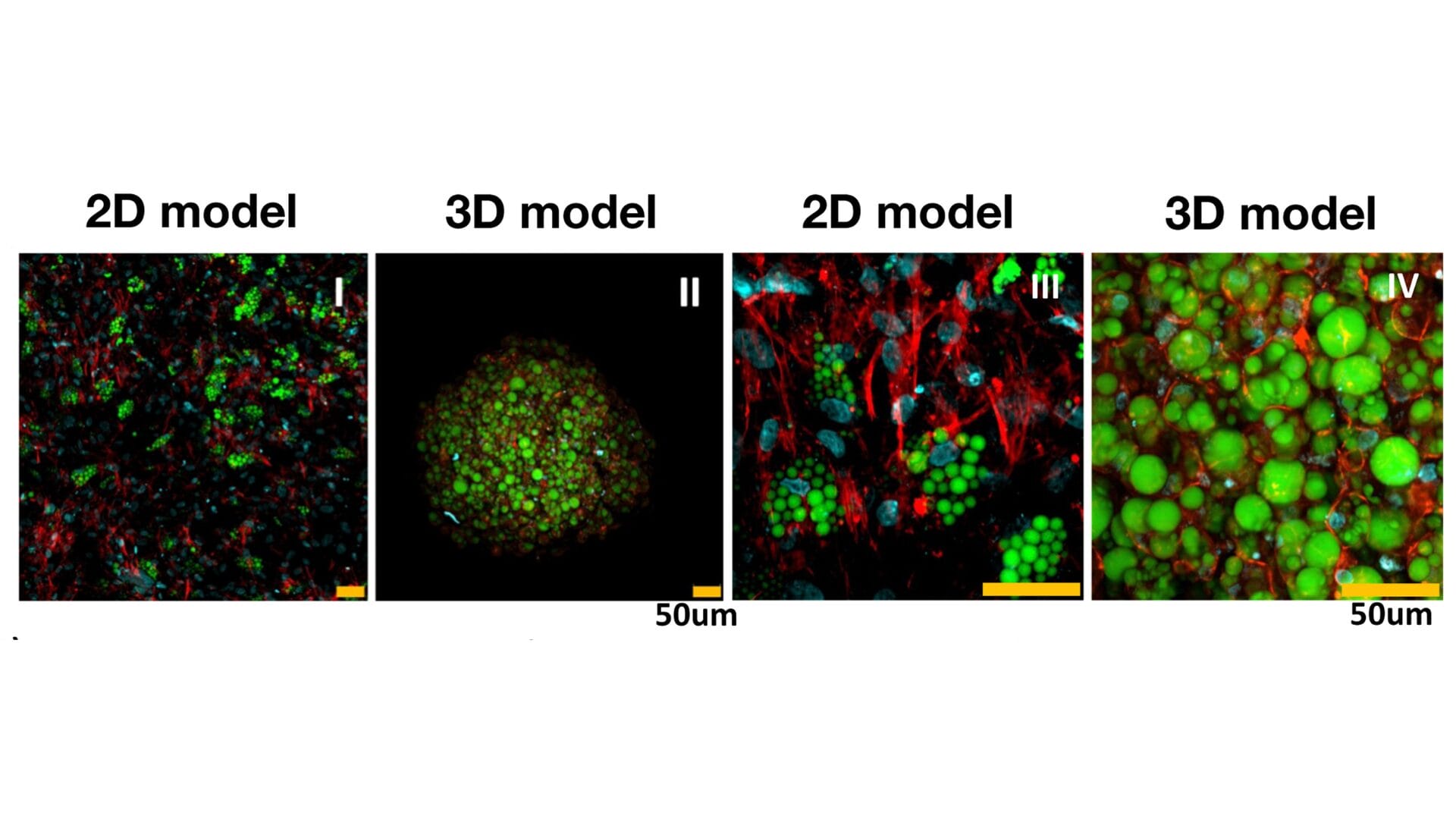 VitroGel_-RH 227-Optimized scaffold-free human 3D adipose tissue organoid culture-j.slasd.2025. ...