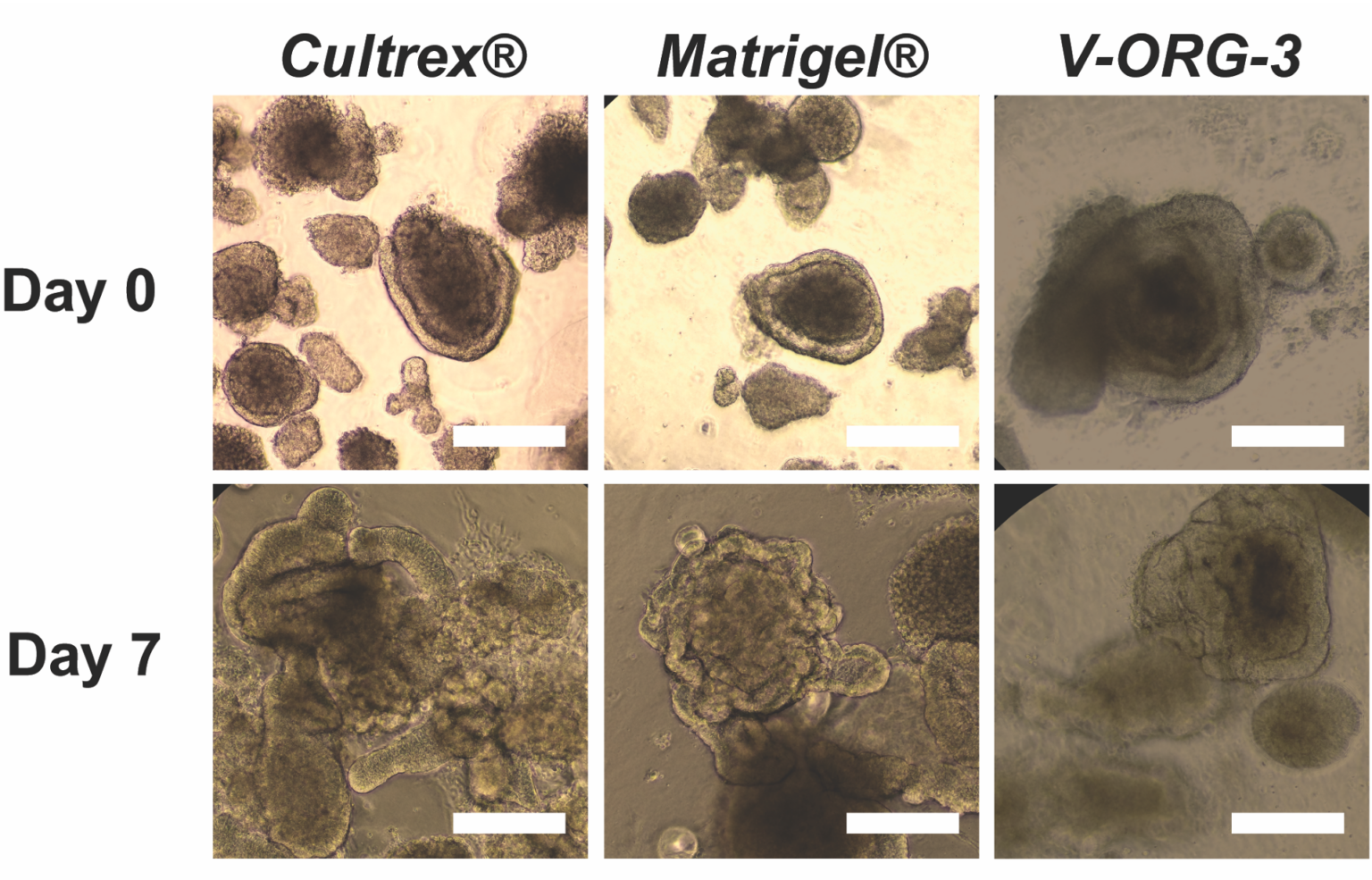 VitroGel®: Xeno-free Hydrogel for Advancing Organoid Research