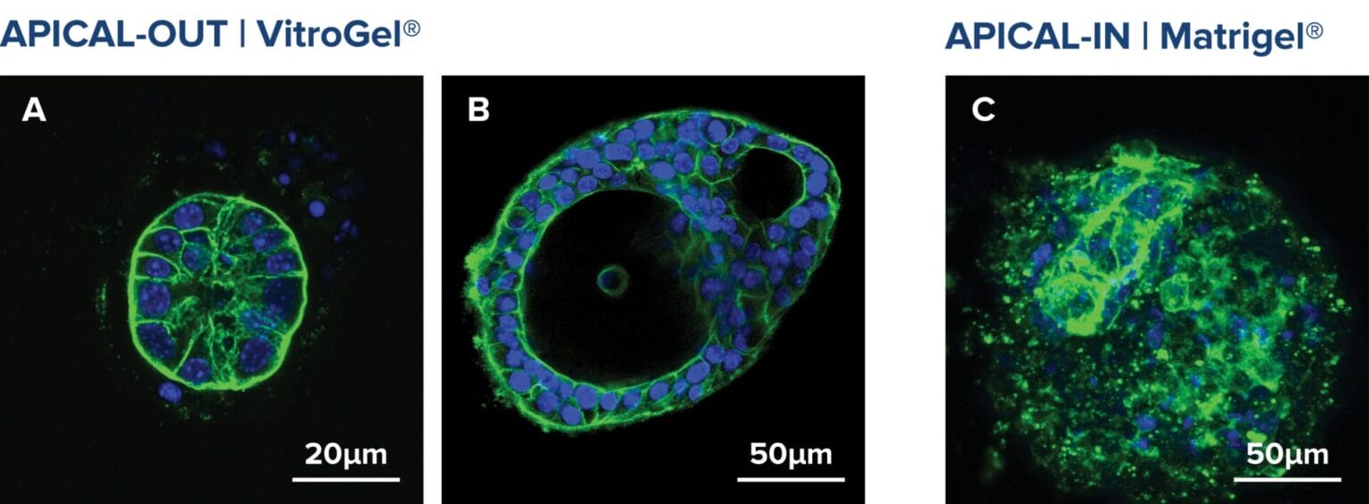 3D ORGANOID Cell Culture - Xeno-free Hydrogel | VitroGel