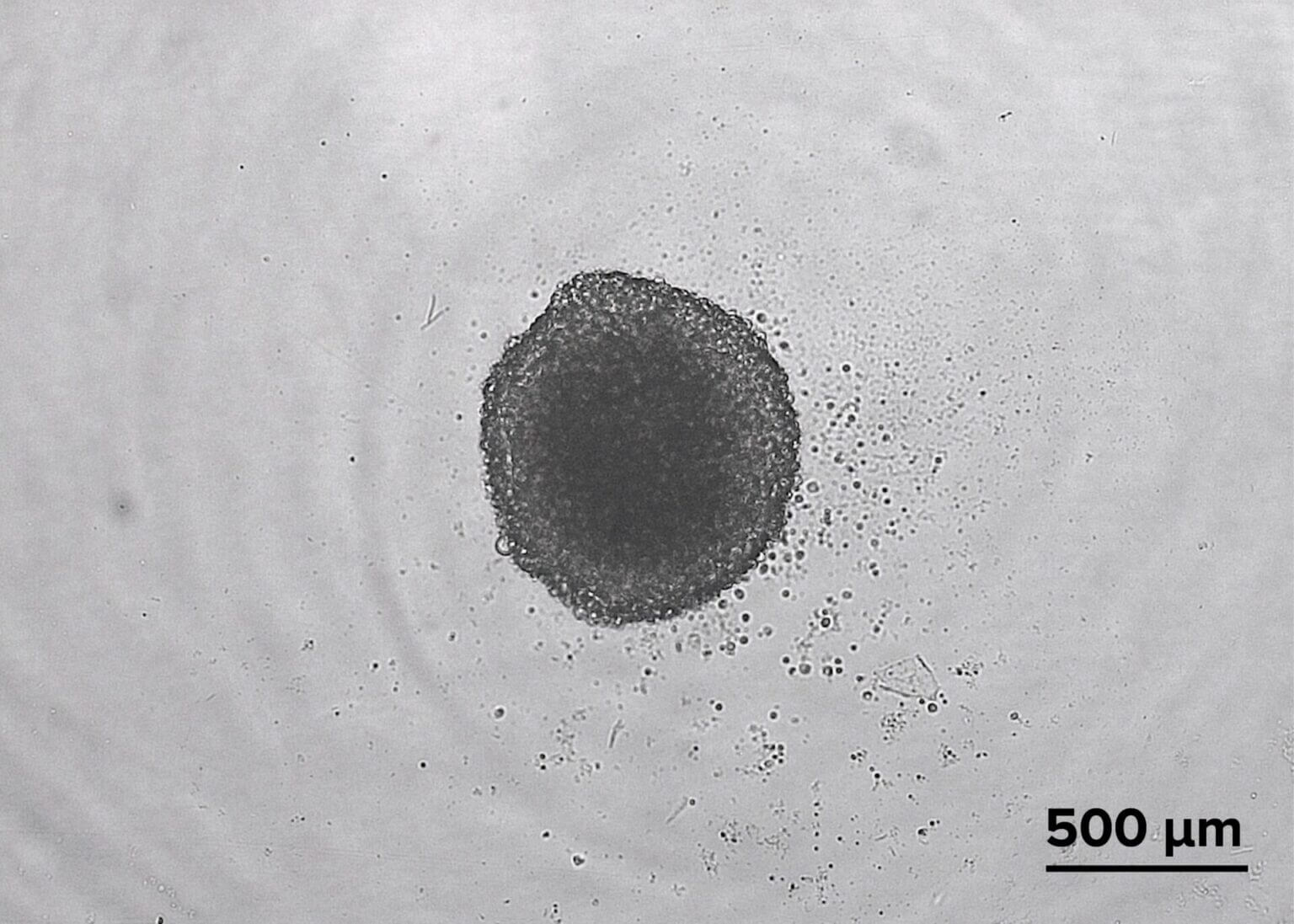 VitroPrime™ Ultra-Low Attachment Plates | 3D Spheroid