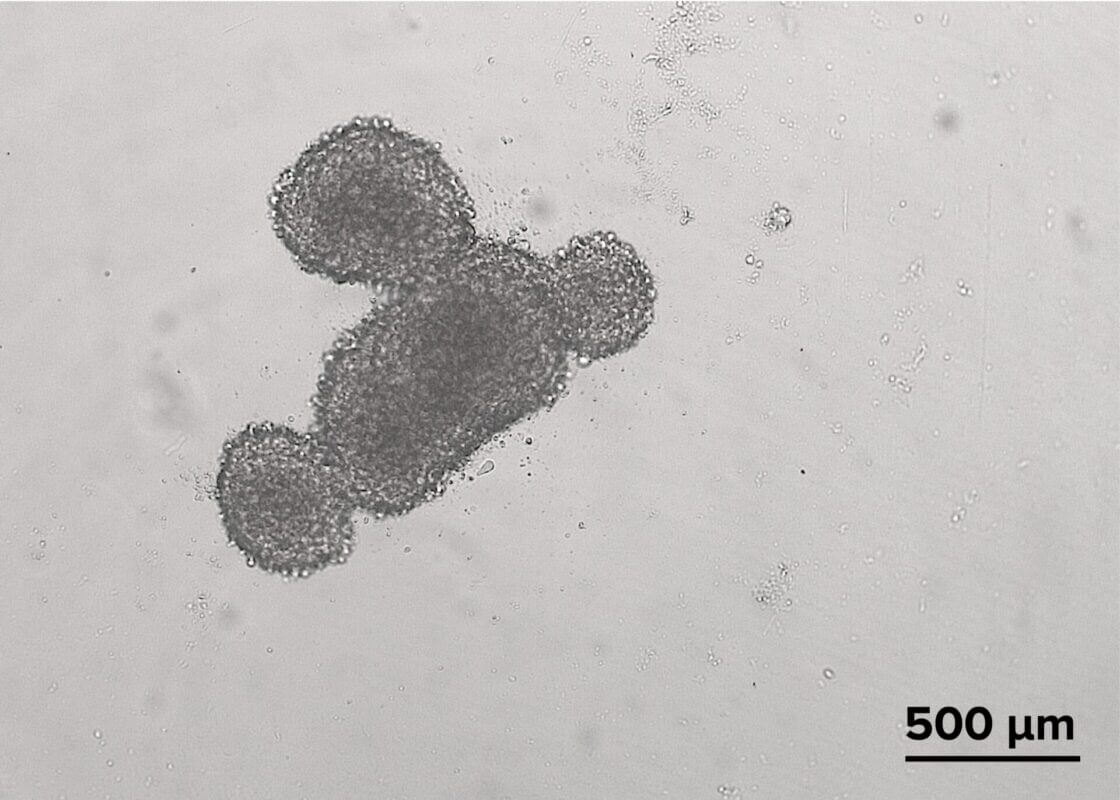 VitroPrime™ Ultra-Low Attachment Plates | 3D Spheroid