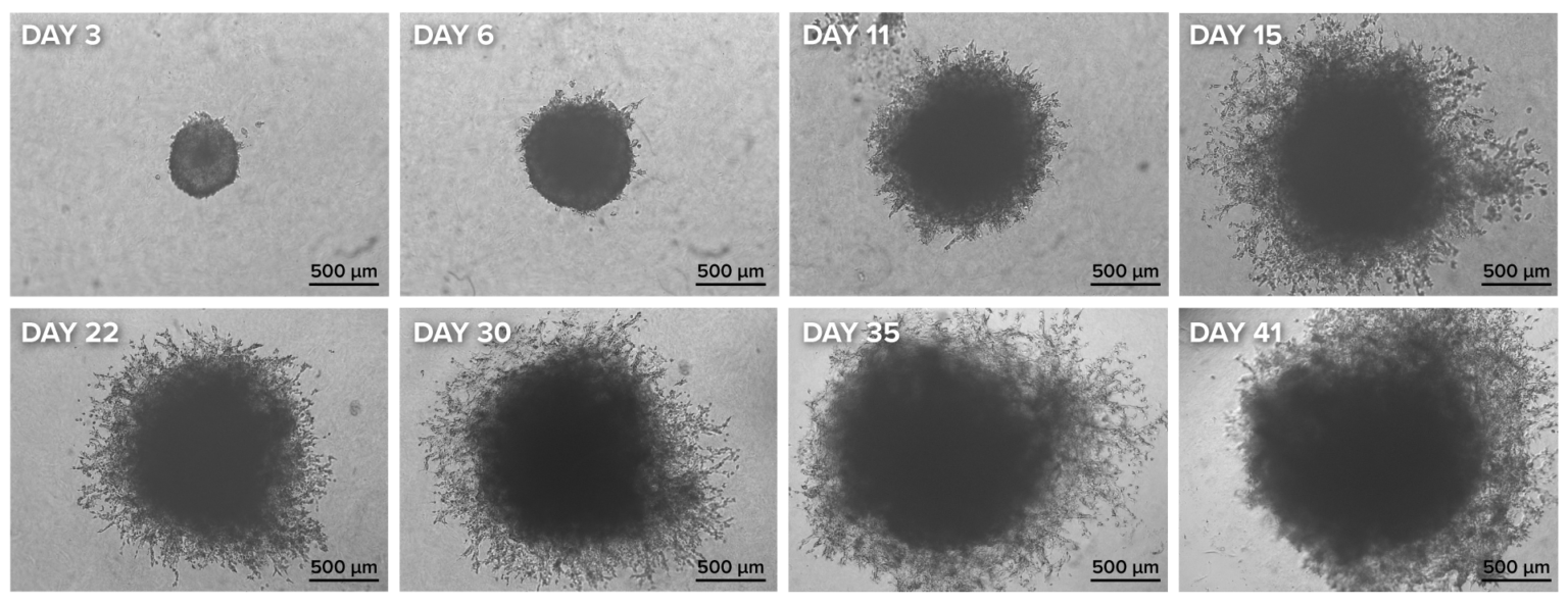 VitroPrime™ Ultra-Low Attachment Plates | 3D Spheroid