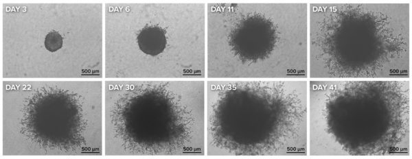 VitroPrime™ Ultra-Low Attachment Plates | 3D Spheroid