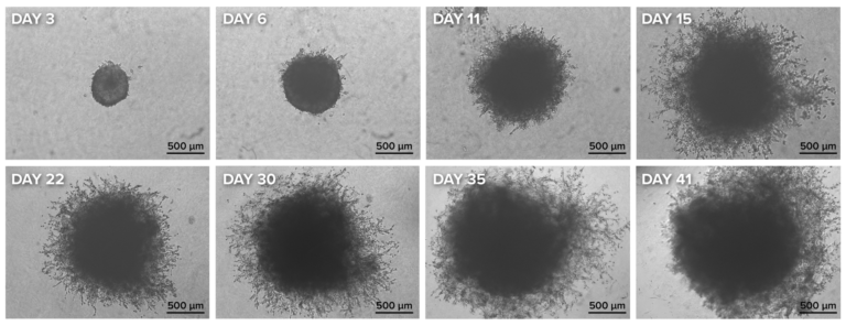 VitroPrime™ Ultra-Low Attachment Plates | 3D Spheroid