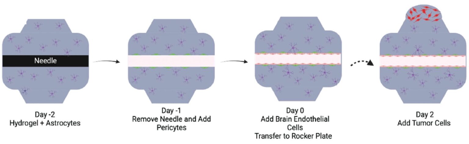 Bringing the Brain to the Bench: A Microfluidic BBB Model for Tumor ...