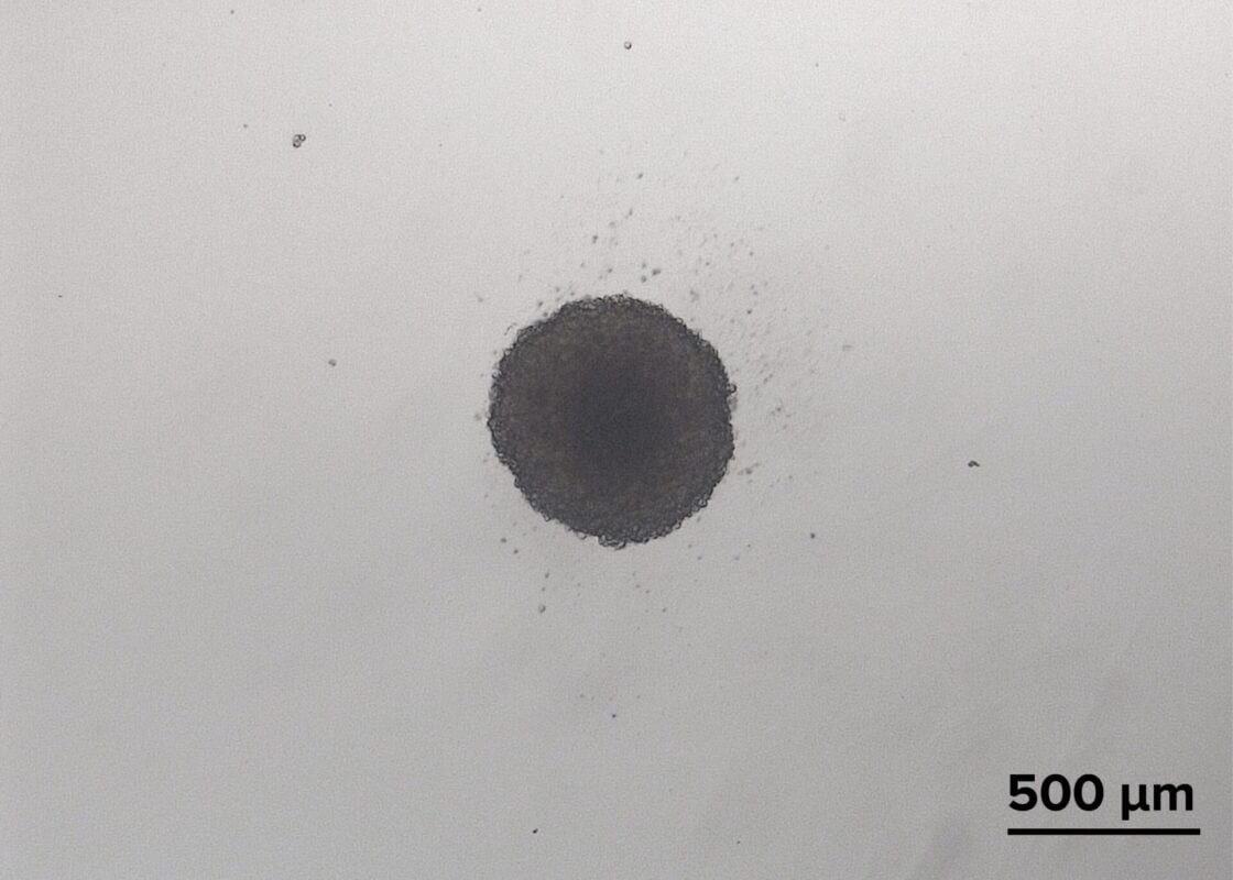 VitroPrime™ Ultra-Low Attachment Plates | 3D Spheroid