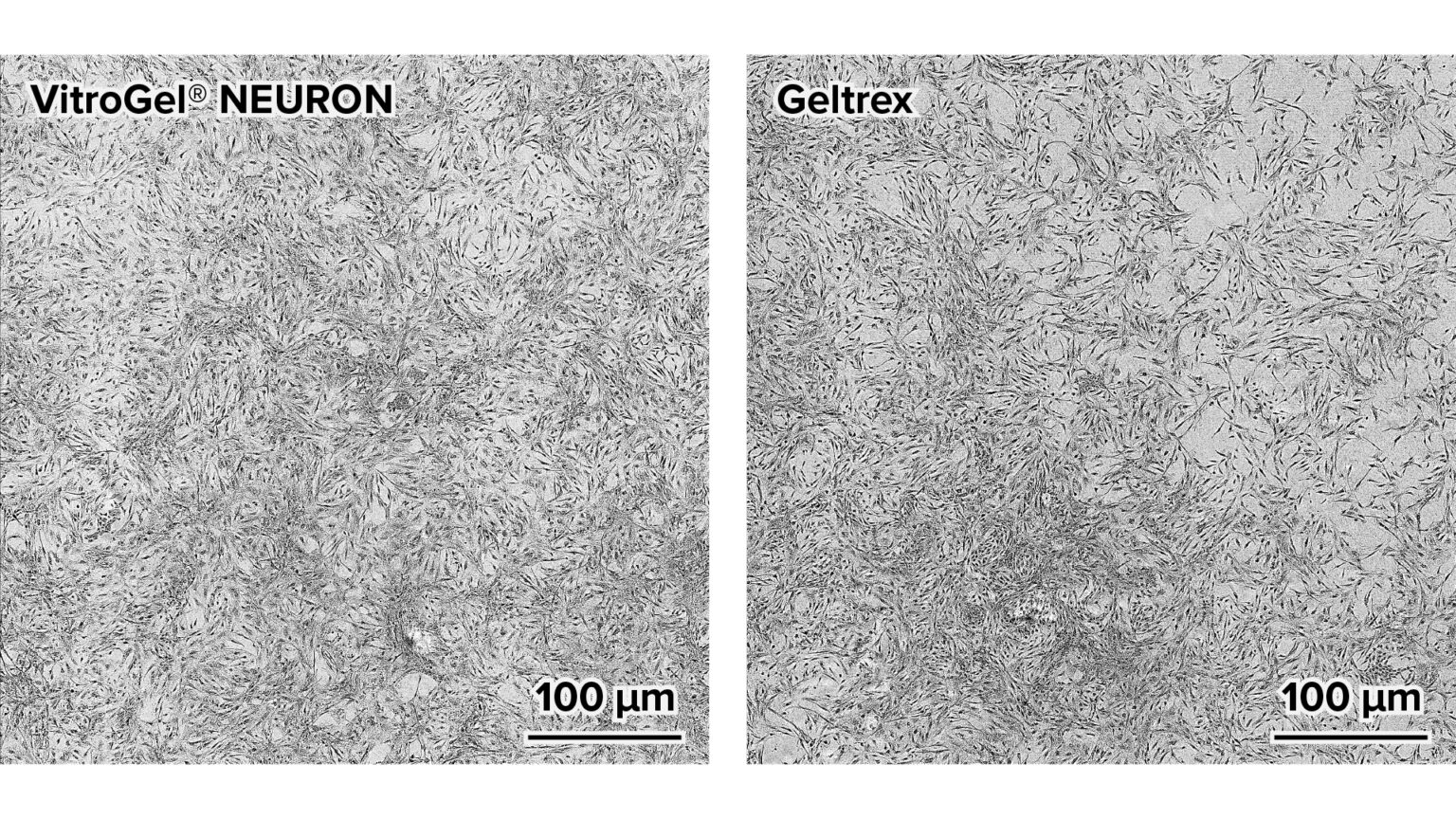3D and 2D Neuron Culture | VitroGel® NEURON
