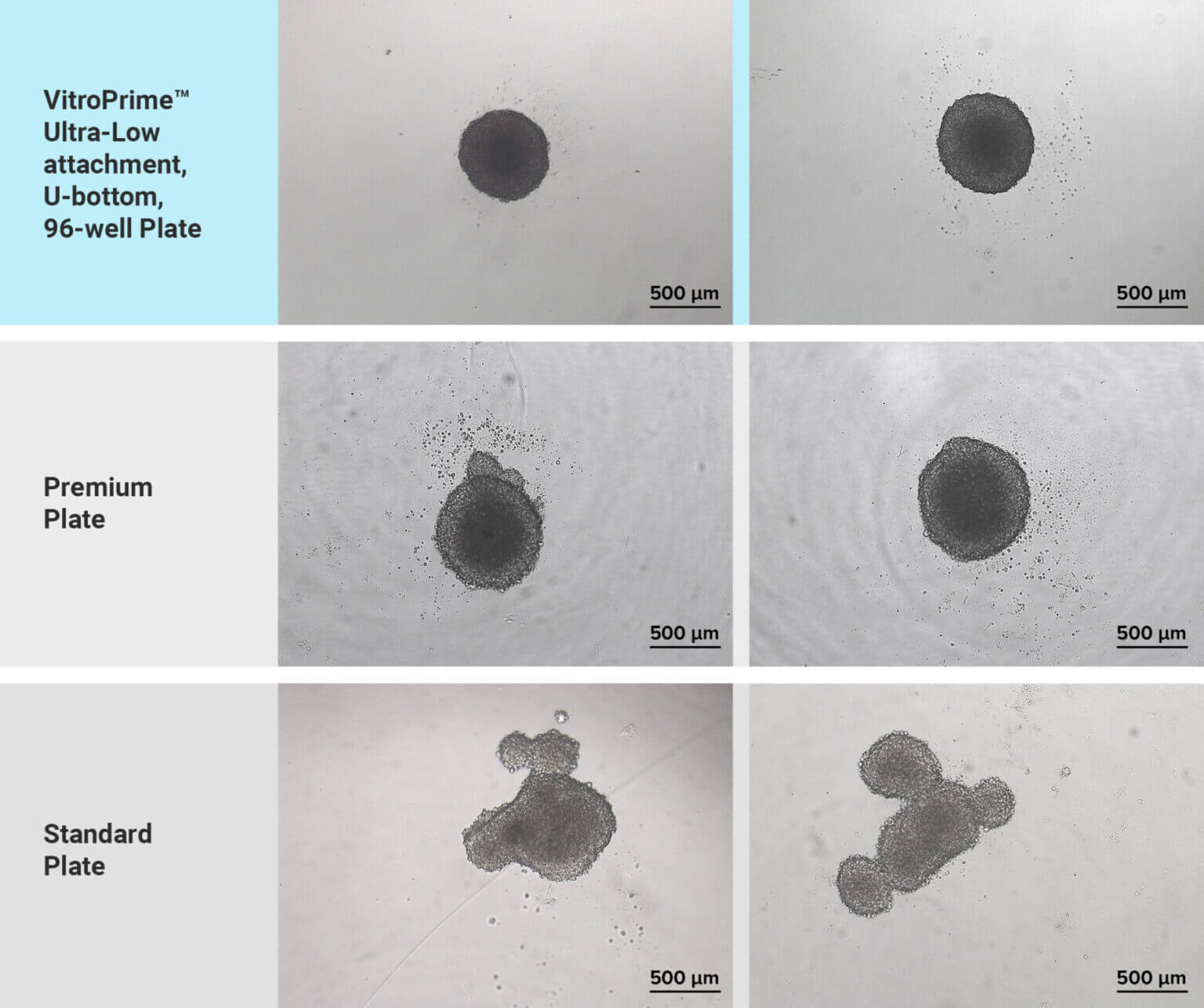 Evaluating Spheroid Invasion with VitroGel® Hydrogel Matrix