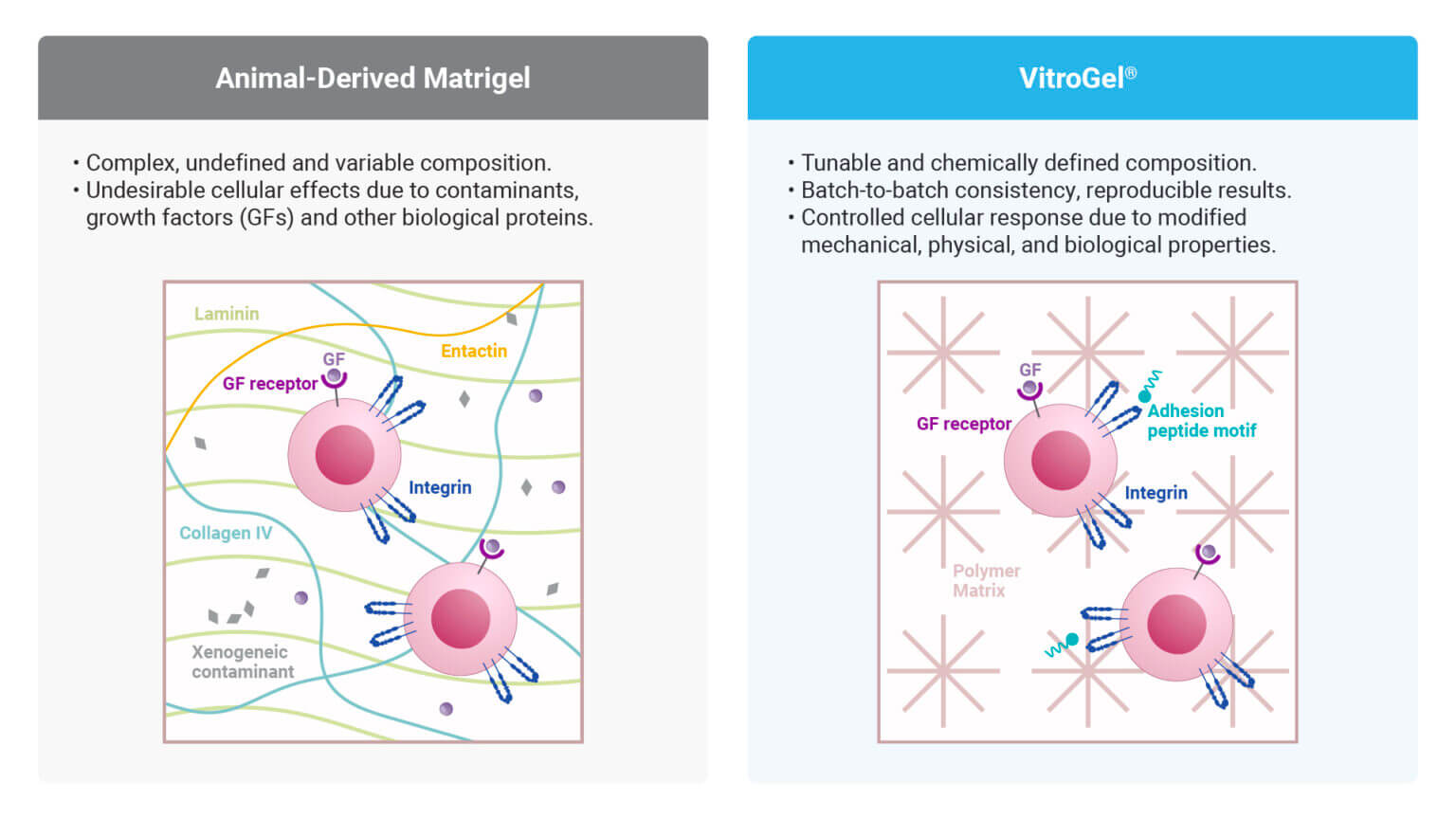 Why animal-based ECMs have no place in the future of 3D Cell Models