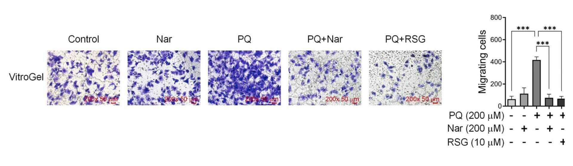 VitroGel® Takes the Fight to Fibrosis – Naringin Halts EMT in Lung ...