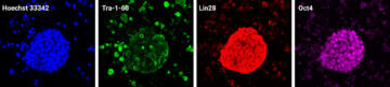 RocketCell™ iPSC Xeno-Free Growth Medium | Stem Cell Culture