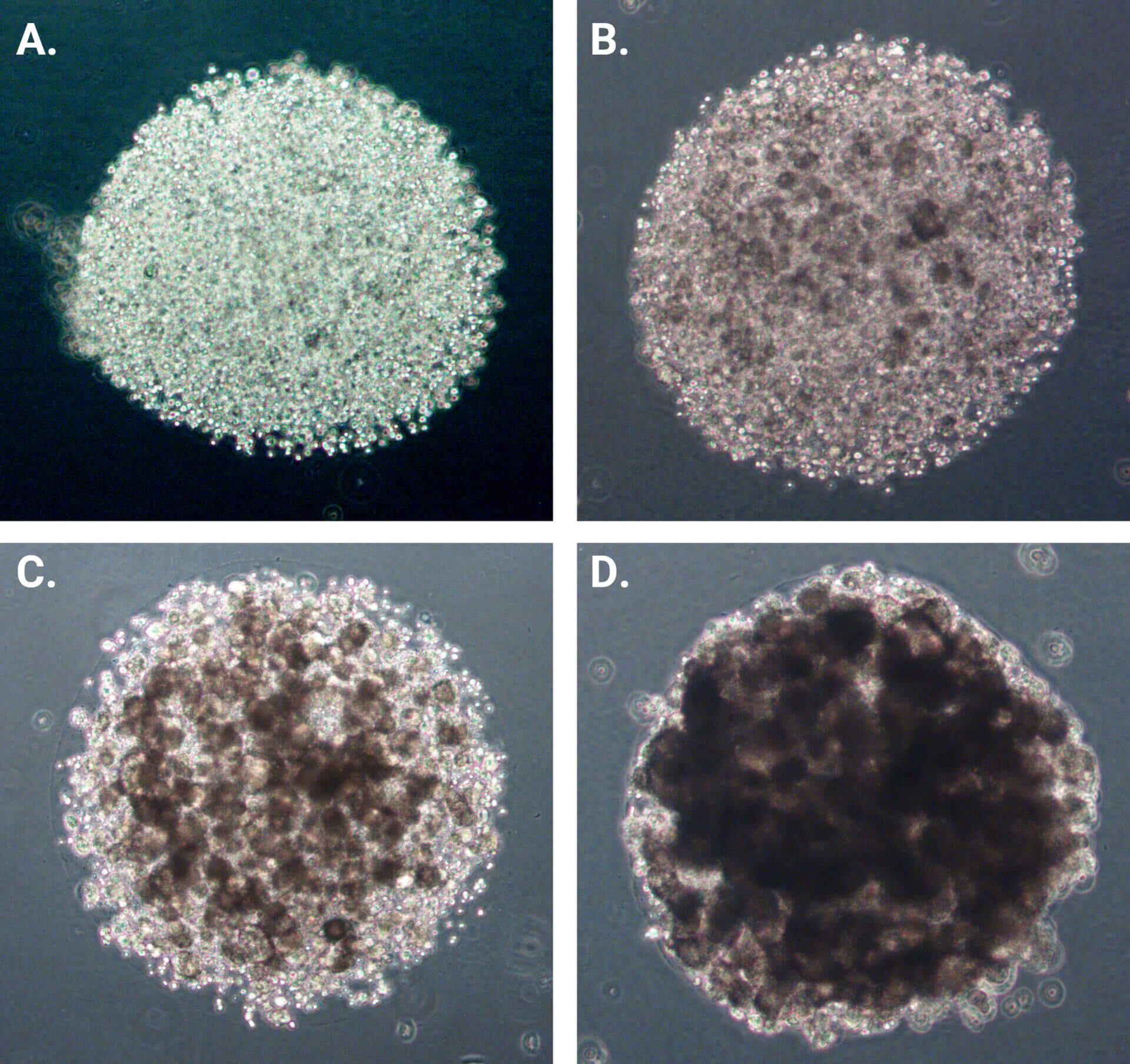 3D cell culture scale-up with VitroGel® in ClinoReactor™