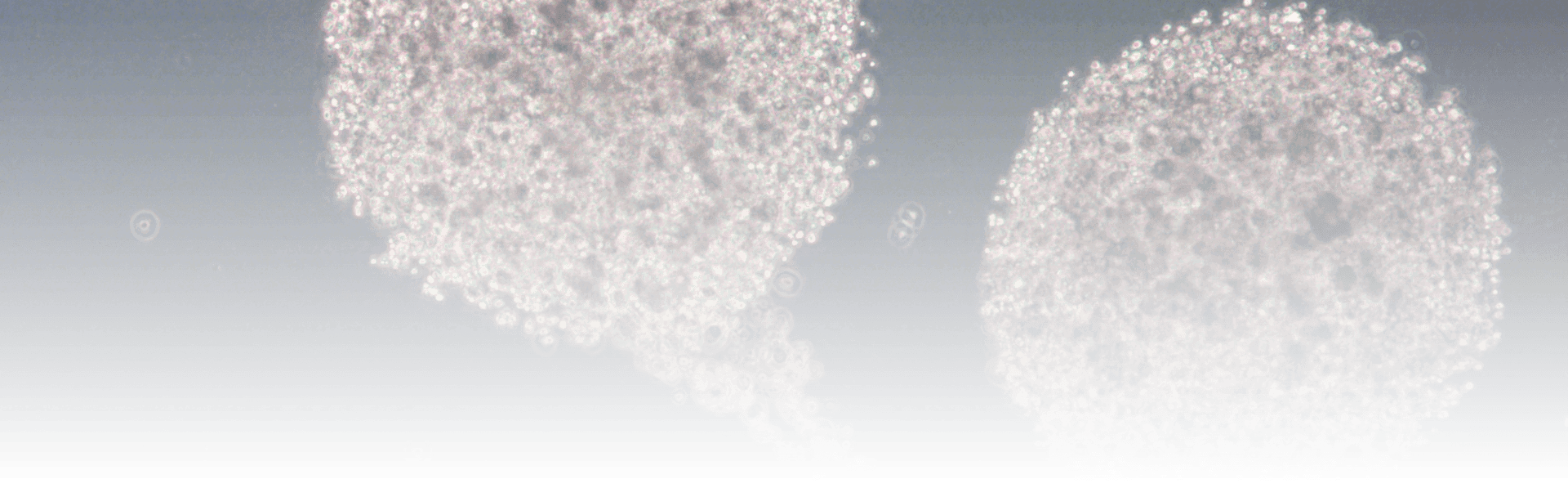 3D cell culture scale-up with VitroGel® in ClinoReactor™