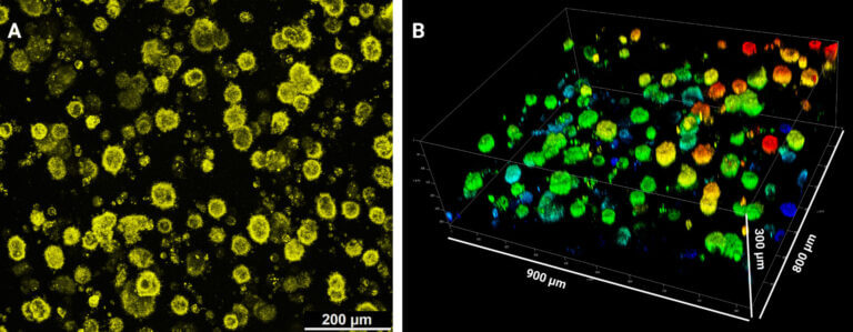 RocketCell™ 3D iPSC Xeno-Free Complete Growth Kit