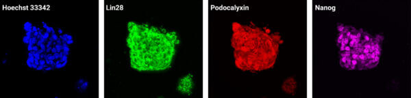 RocketCell™ iPSC Xeno-Free Growth Medium | Stem Cell Culture