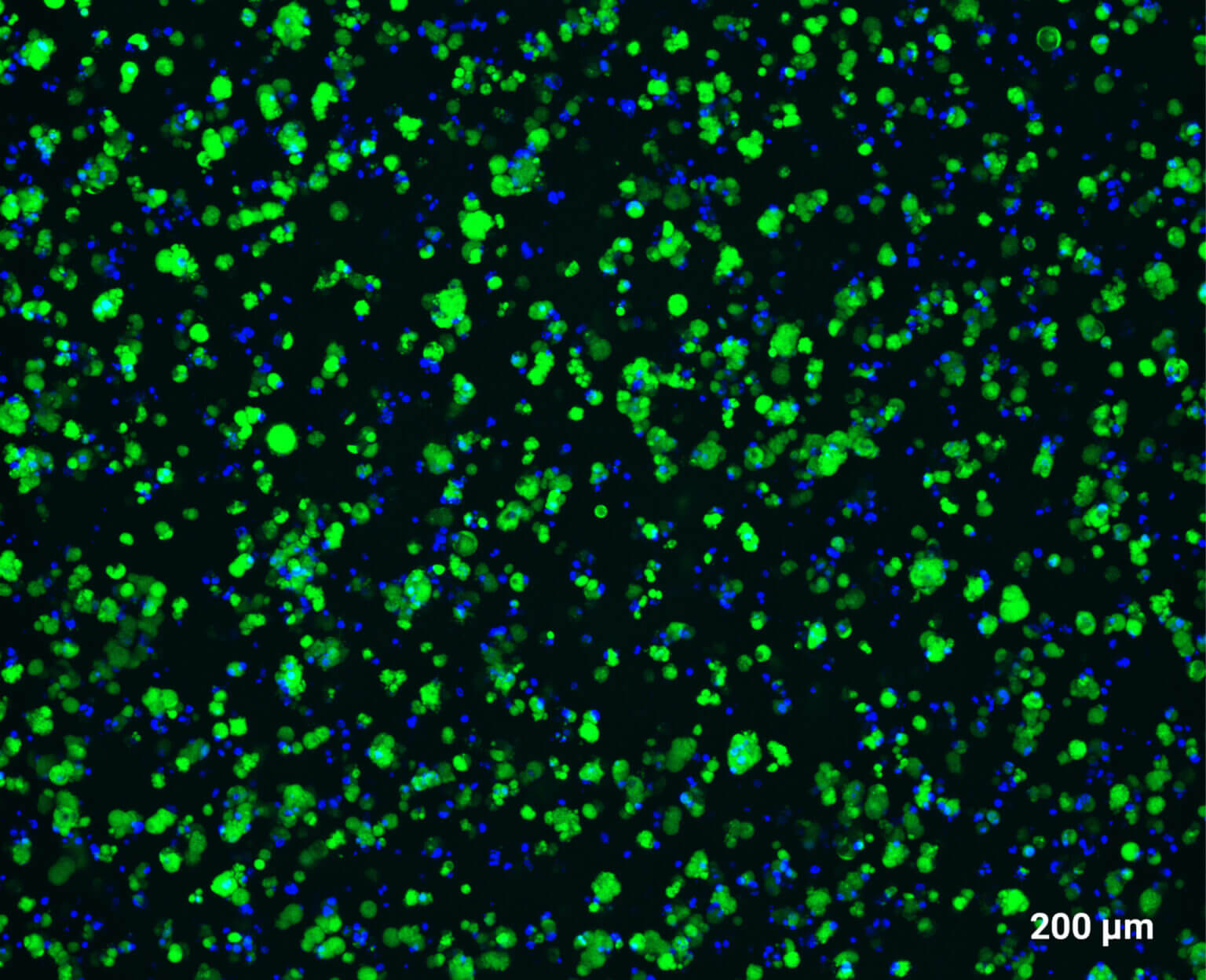 RocketCell™ 3D iPSC Xeno-Free Complete Growth Kit