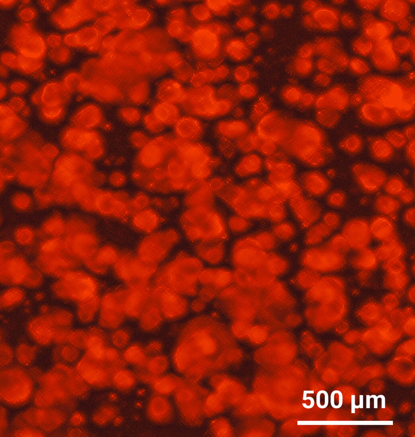 RocketCell™ 3D iPSC Xeno-Free Complete Growth Kit