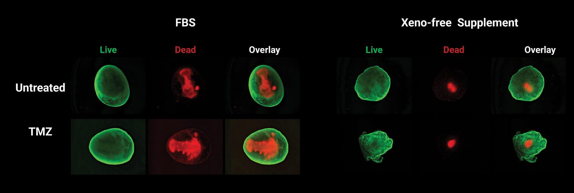 Cyto3D® Live-Dead Assay Kit for 3D / 2D Cell Culture