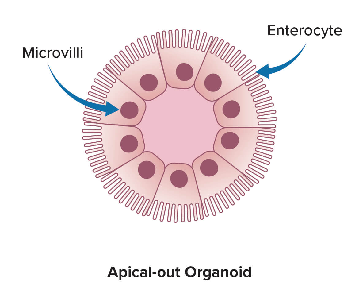 Apical-out-Organoids-Parts | TheWell Bioscience