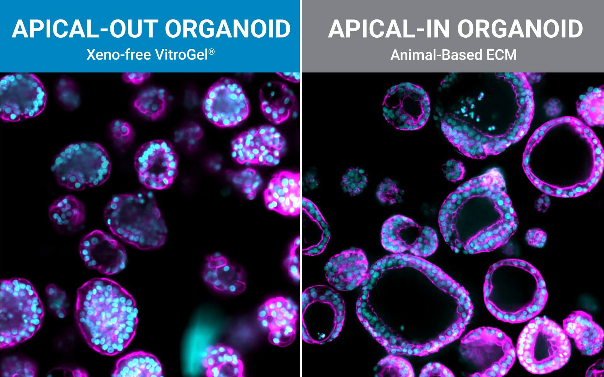 Apical out organoid vs Apical in organoid-VitroGel | TheWell Bioscience
