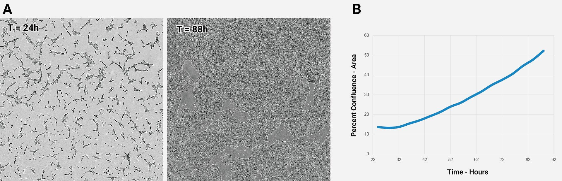RocketCell™ iPSC Xeno-Free Growth Medium | Stem Cell Culture