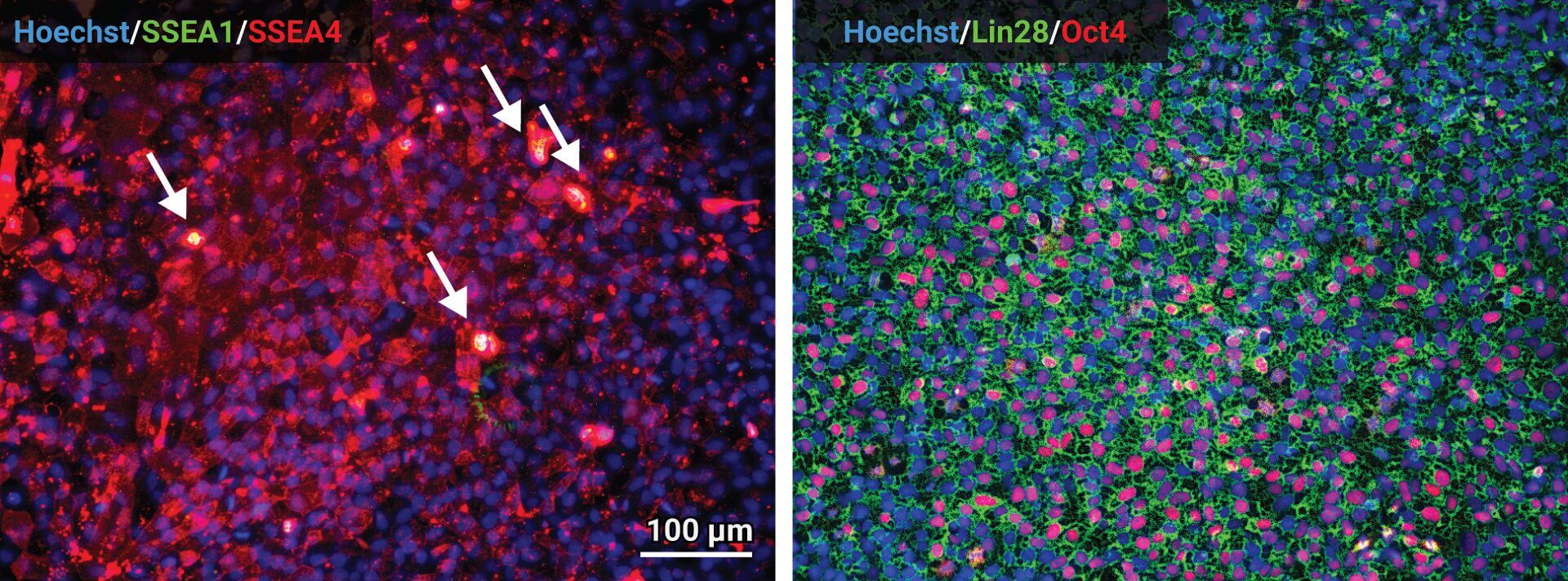 Immunostaining-of-IPSCs-Grown-in-RocketCell-IPSC-1 | TheWell Bioscience